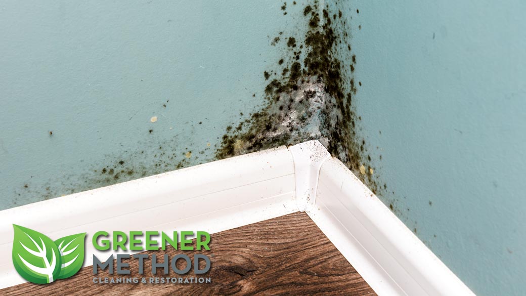 Mold Remediation in Farmington Hills & Southeast Michigan